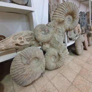 Discover the Ancient Legacy of Orthoceras Fossil - Selenite & Fossils