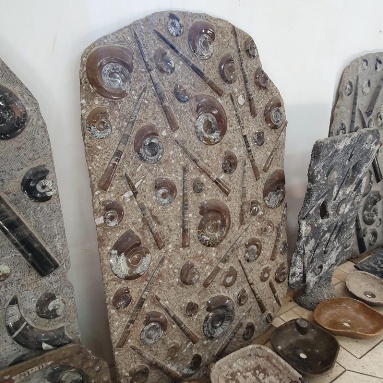 Ammonite Plate Orthoceras Displa - Selenite & Fossils