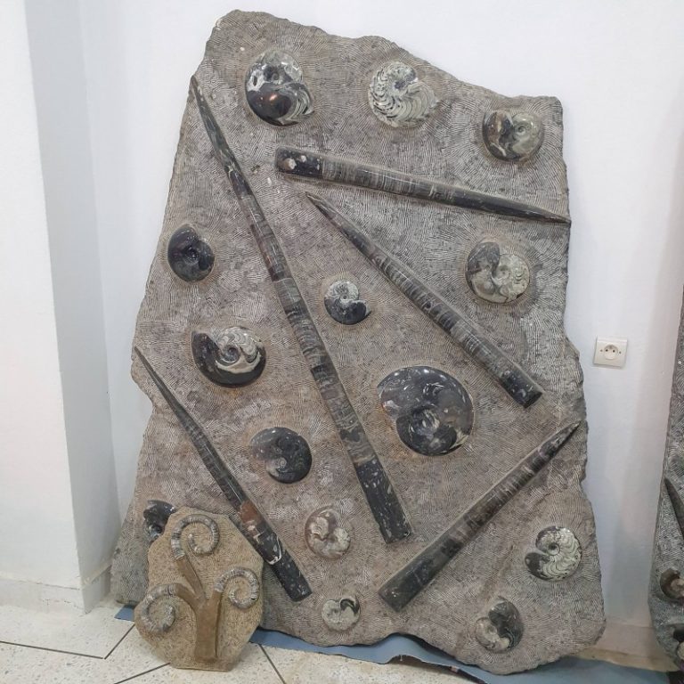 Unveiling the Ancient Life of Goniatites: Wonders of Paleozoic Oceans ...